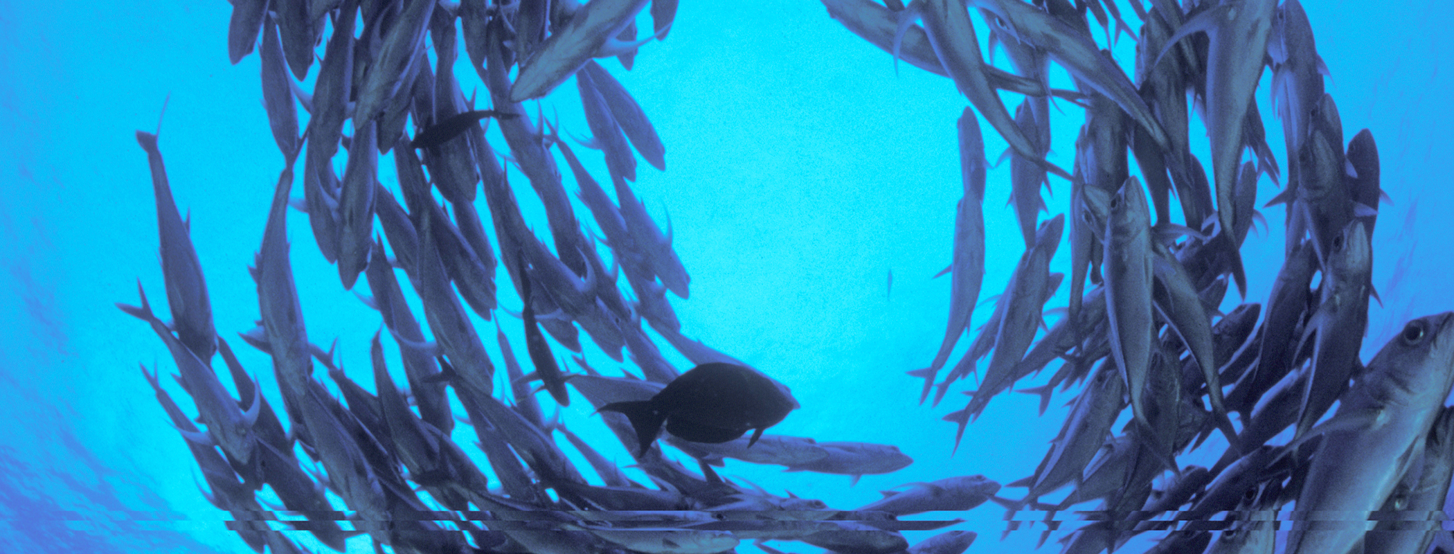 The Ocean Foundation