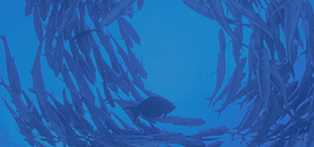 The Ocean Foundation