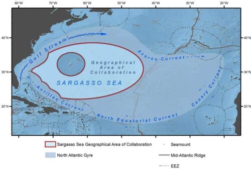 Sargasso Sea - The Ocean Foundation