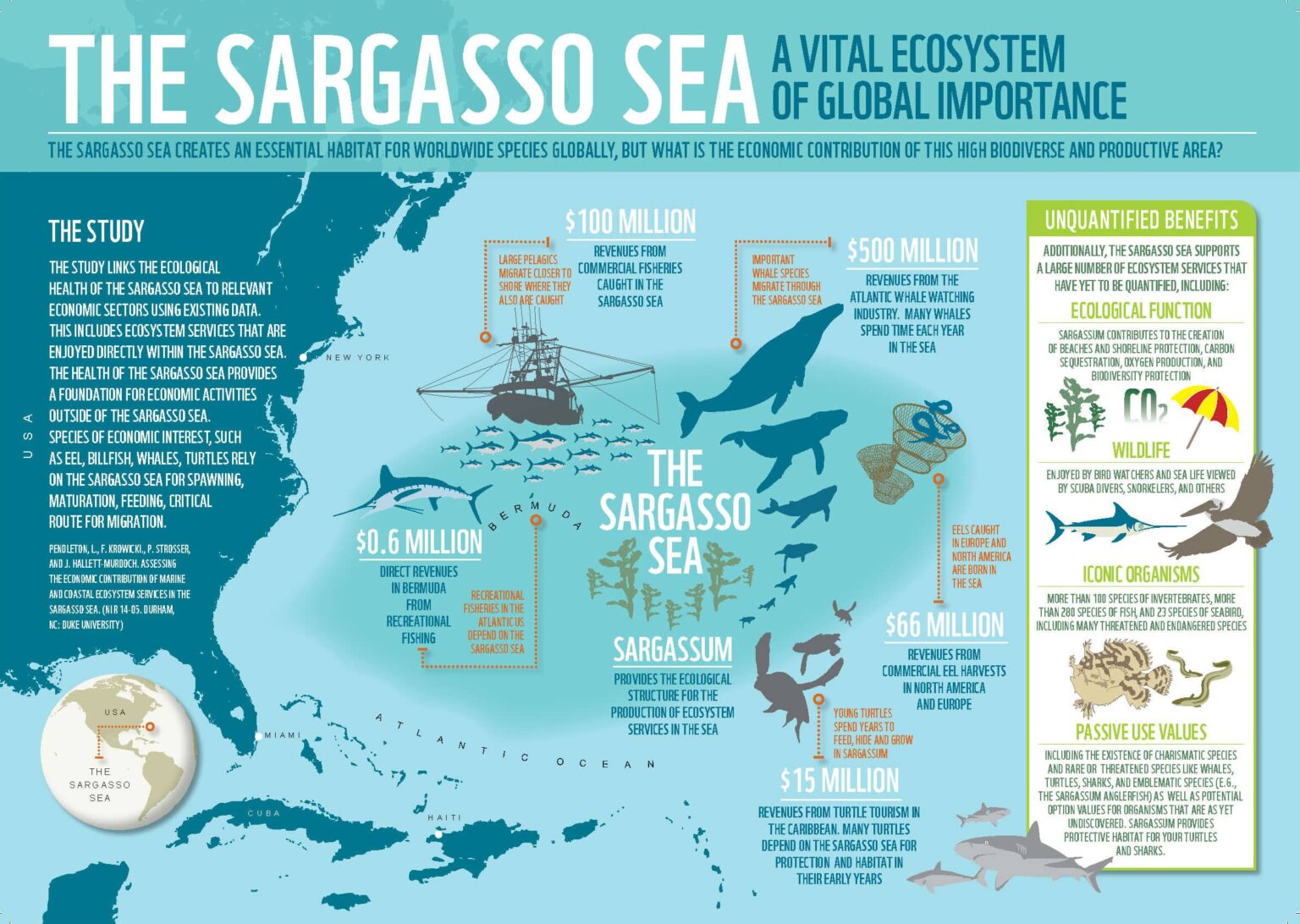 Sargasso Sea - The Ocean Foundation