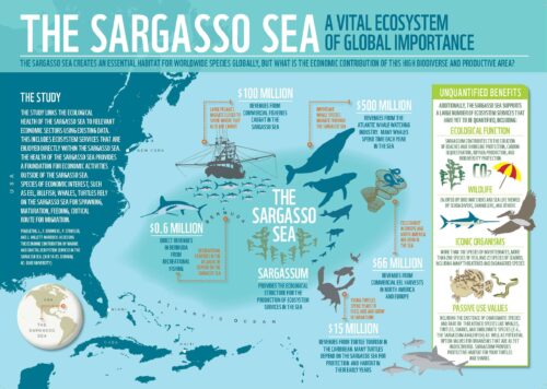 Sargasso Sea - The Ocean Foundation