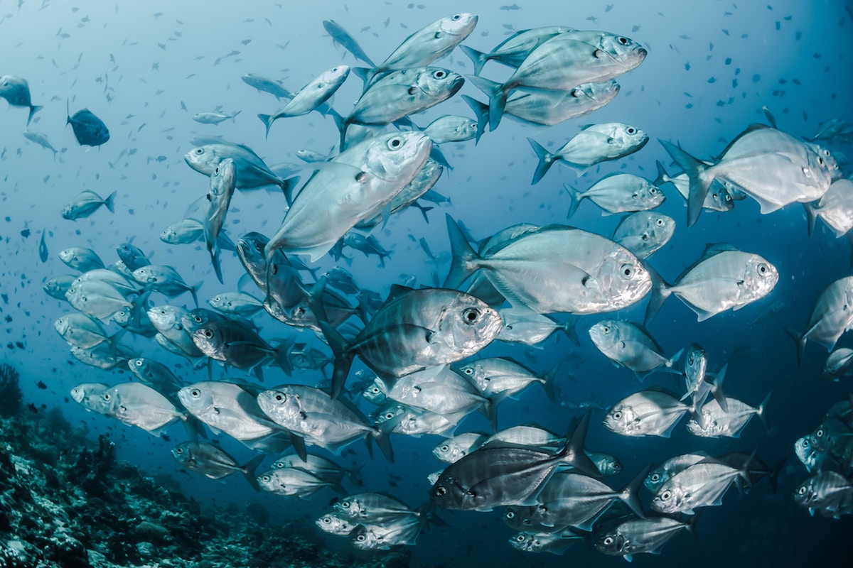 It is About the Fish…Really. - The Ocean Foundation