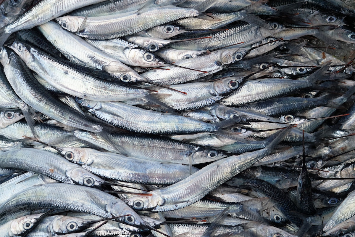 What’s a Sustainable Fish? Shortcomings of Existing Seafood ...