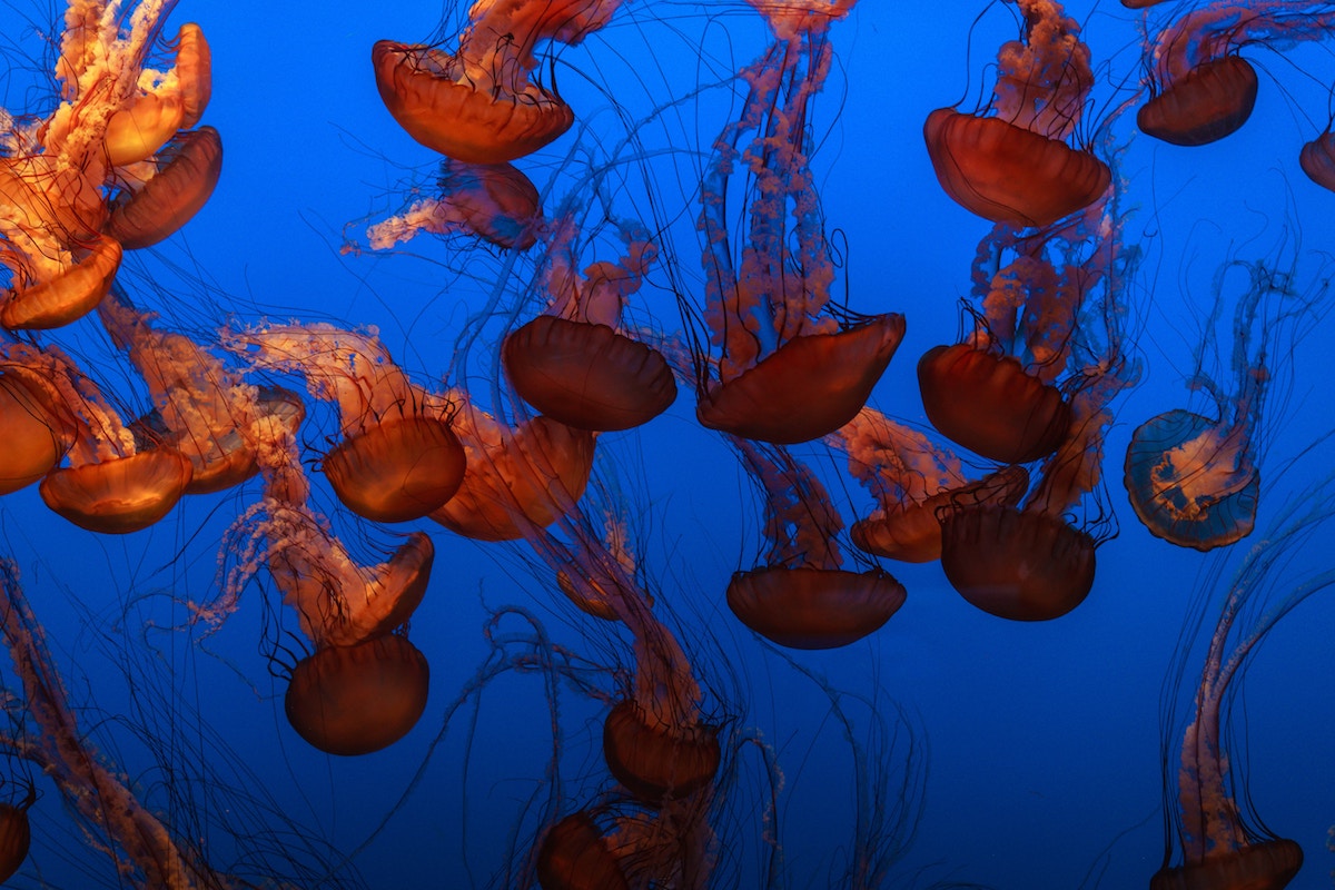 World Oceans Day - The Ocean Foundation