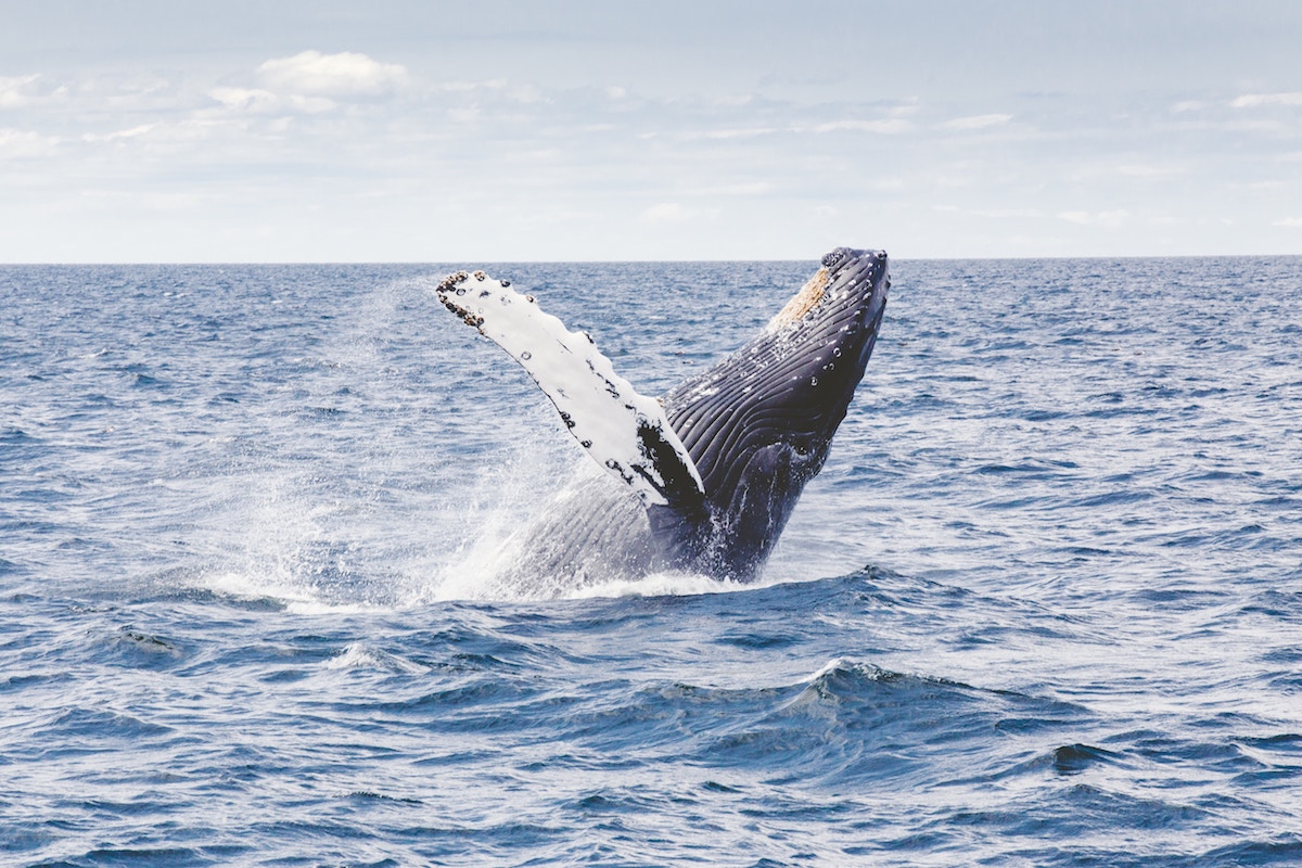 Wake Up! We are talking Whales! - The Ocean Foundation