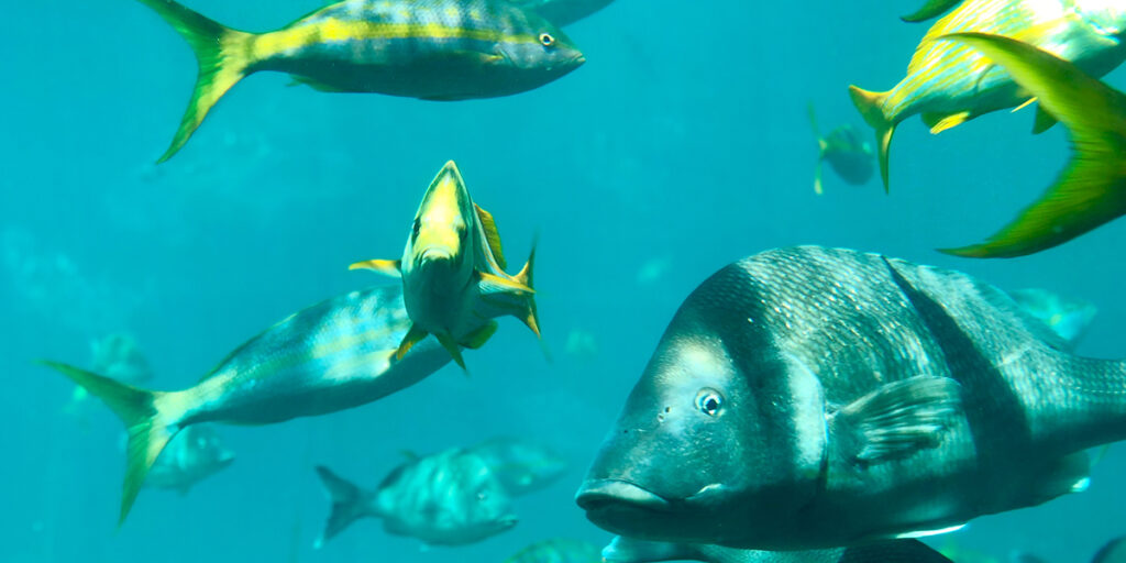 SEVENSEAS - The Ocean Foundation