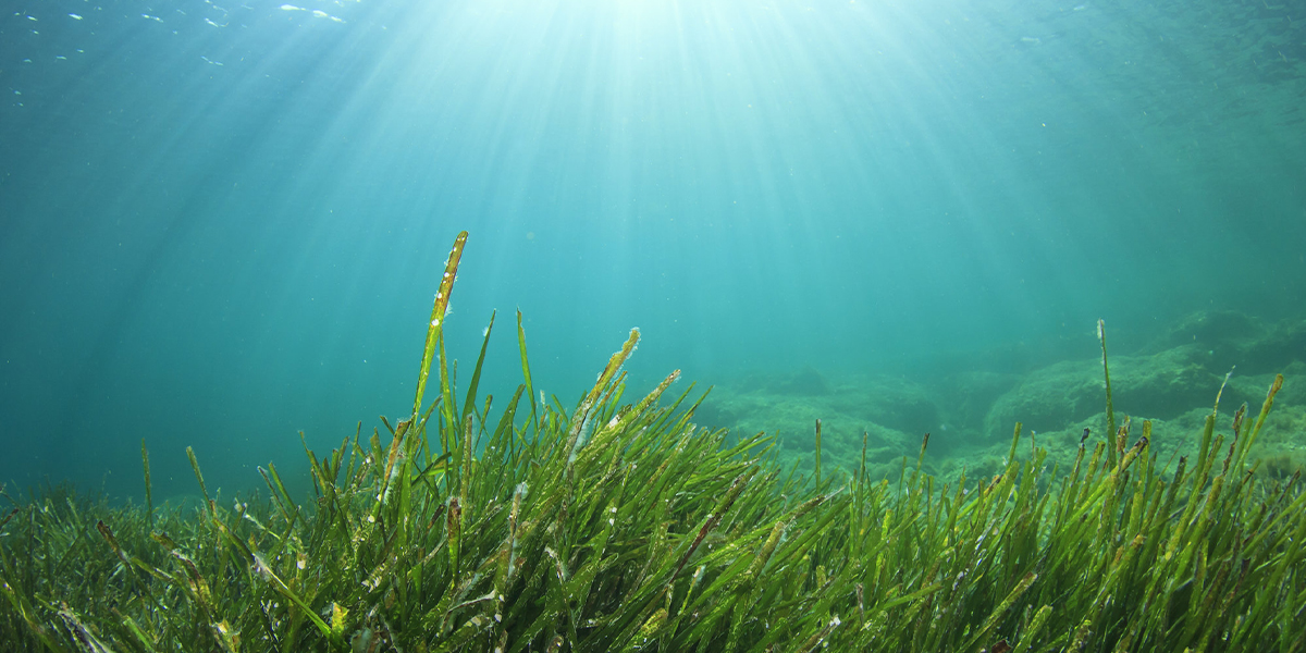 Blue Resilience Initiative - The Ocean Foundation