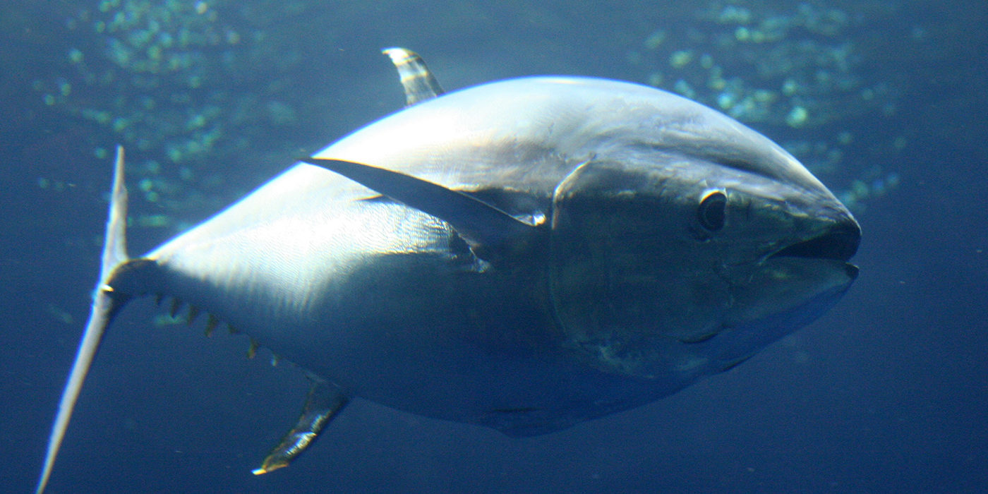 Endangered Species Act Protection Sought for Tuna - The Ocean Foundation