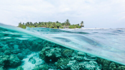 About The Ocean Foundation