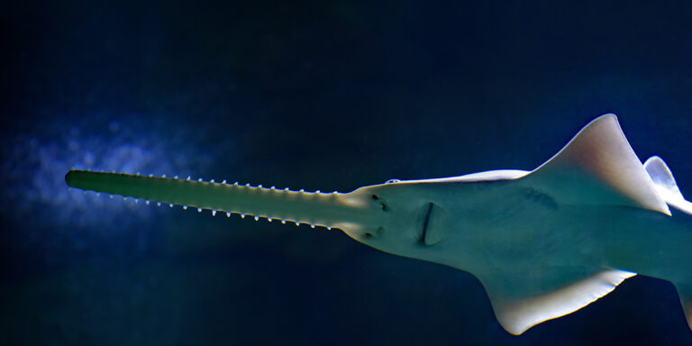 Caribbean Countries Agree to Protect Endangered Largetooth Sawfish ...