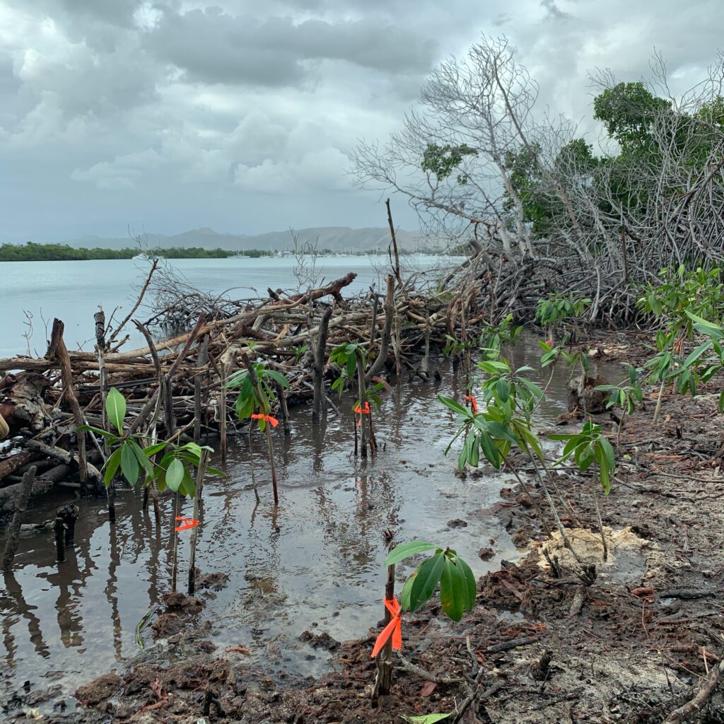 Photos from Jobos Bay - The Ocean Foundation
