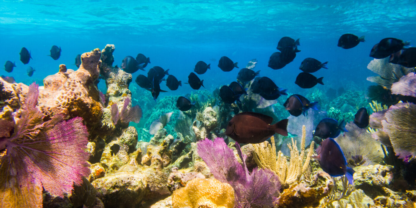 Presentation of the Mesoamerican Barrier Reef System Study