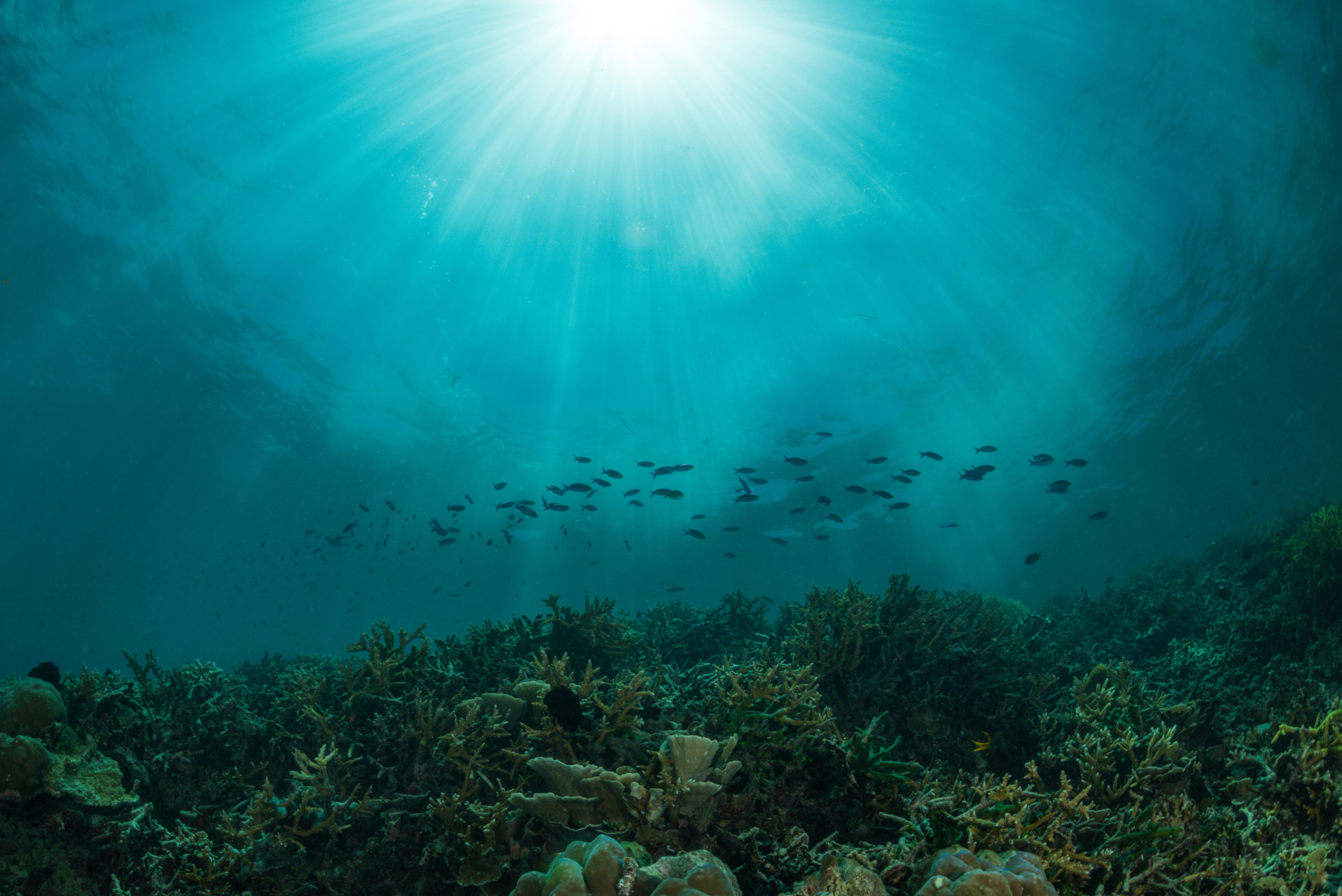 Knowledge Hub - The Ocean Foundation