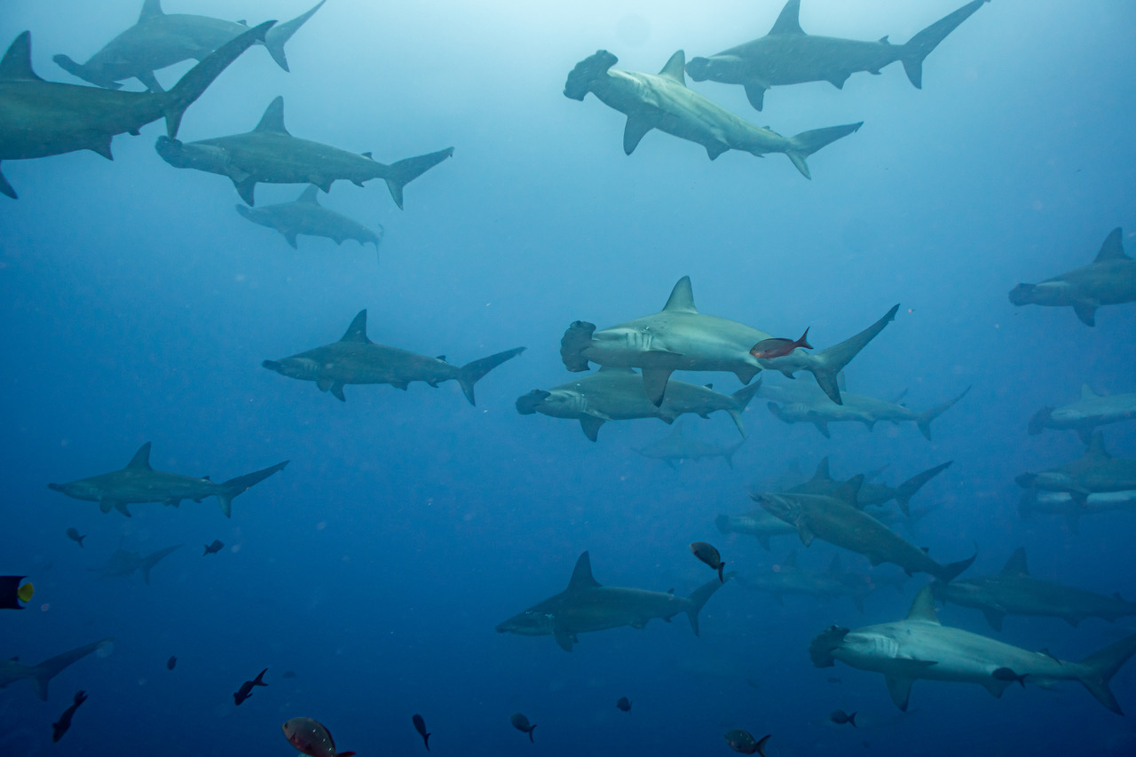 Community Foundation Services - The Ocean Foundation