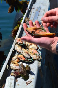 Ocean Acidification - The Ocean Foundation