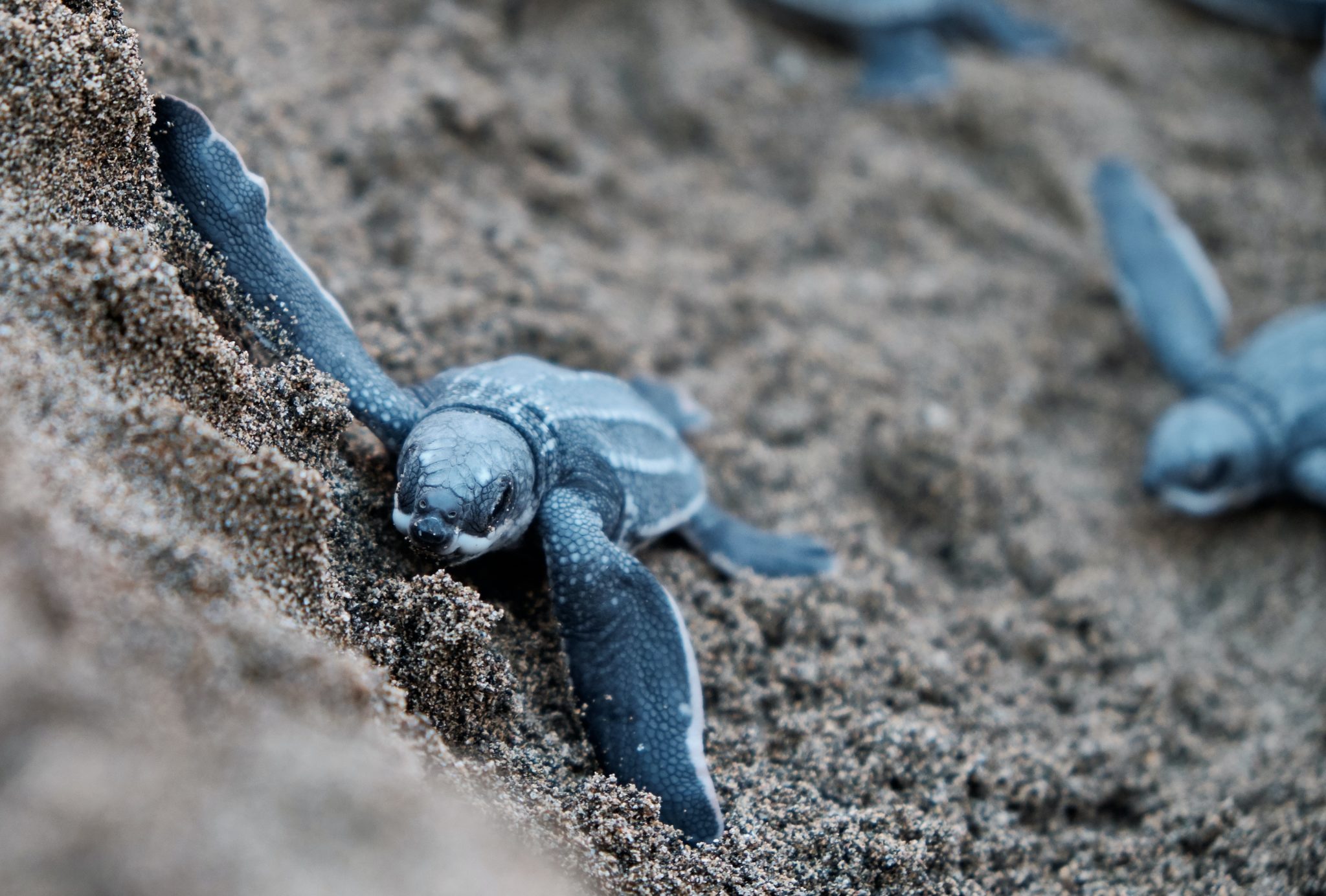 About The Ocean Foundation