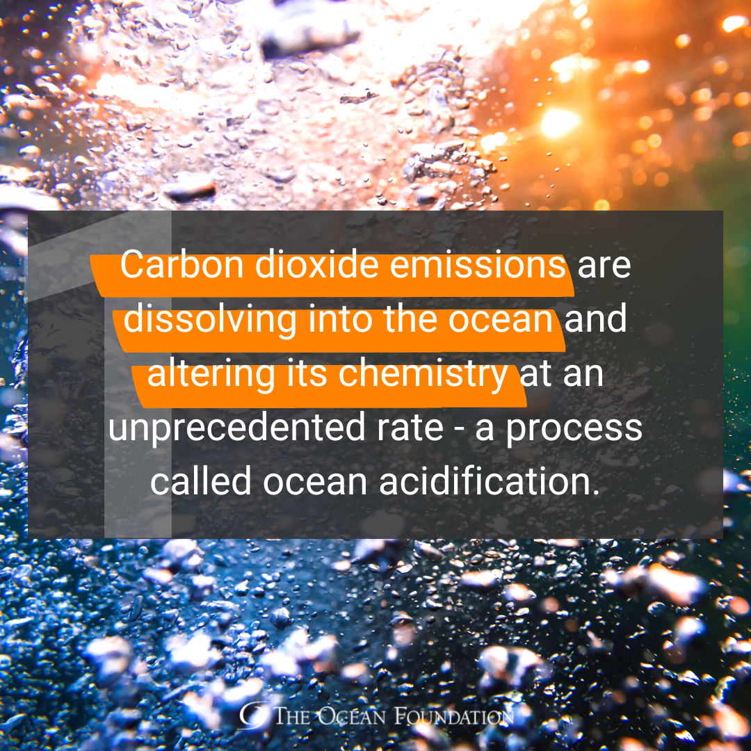 OA Day of Action Press and Social Toolkit - The Ocean Foundation