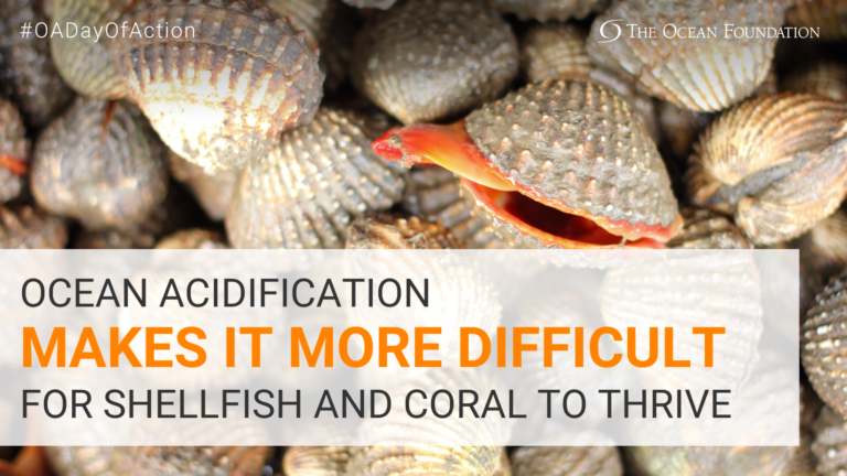 OA Day of Action Press and Social Toolkit - The Ocean Foundation