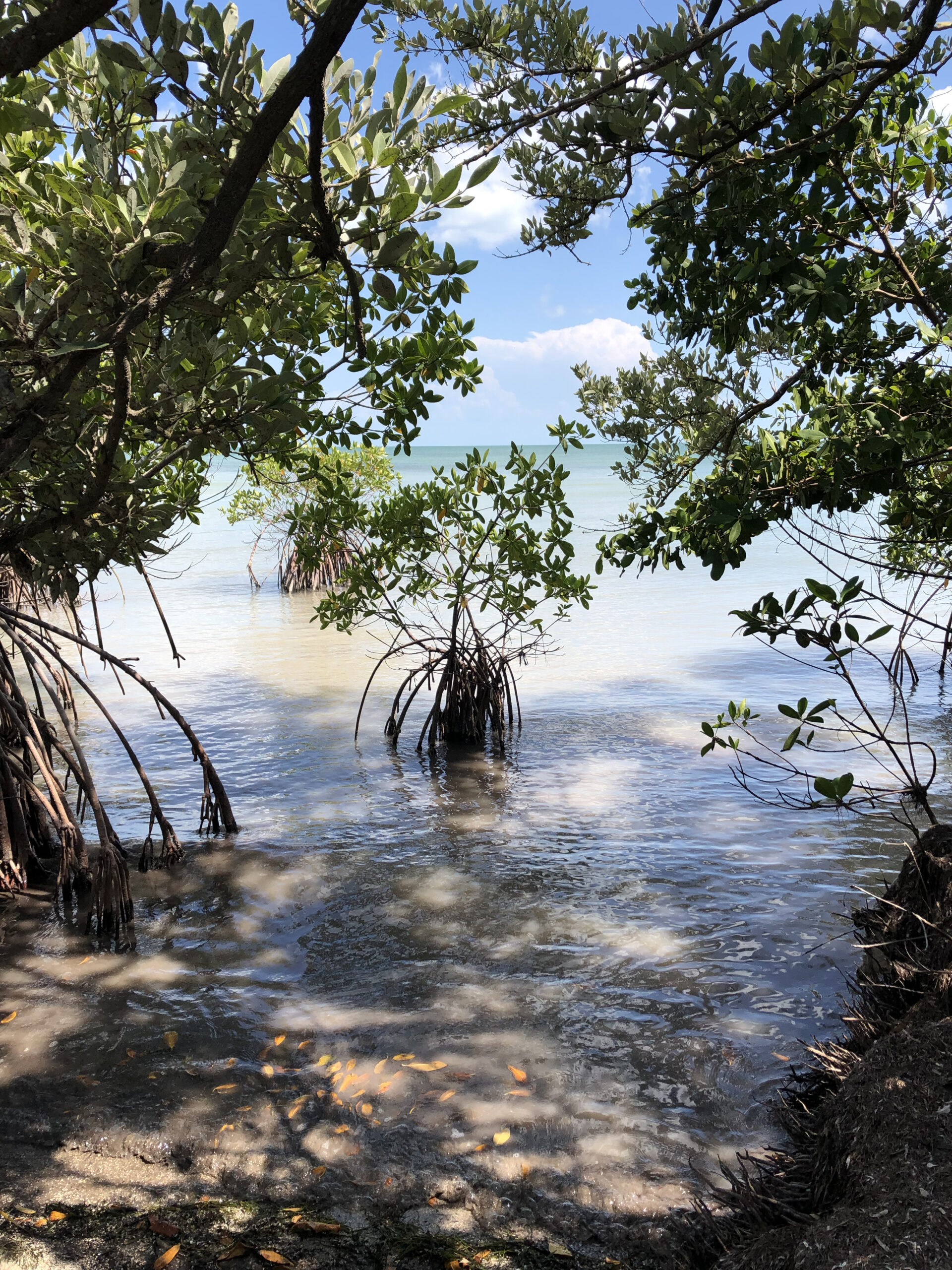 The Caribbean Biodiversity Fund