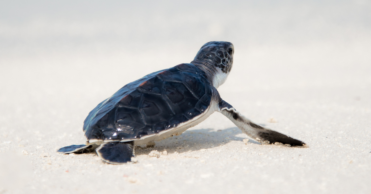CERRADO - Beca Boyd N. Lyon - The Ocean Foundation