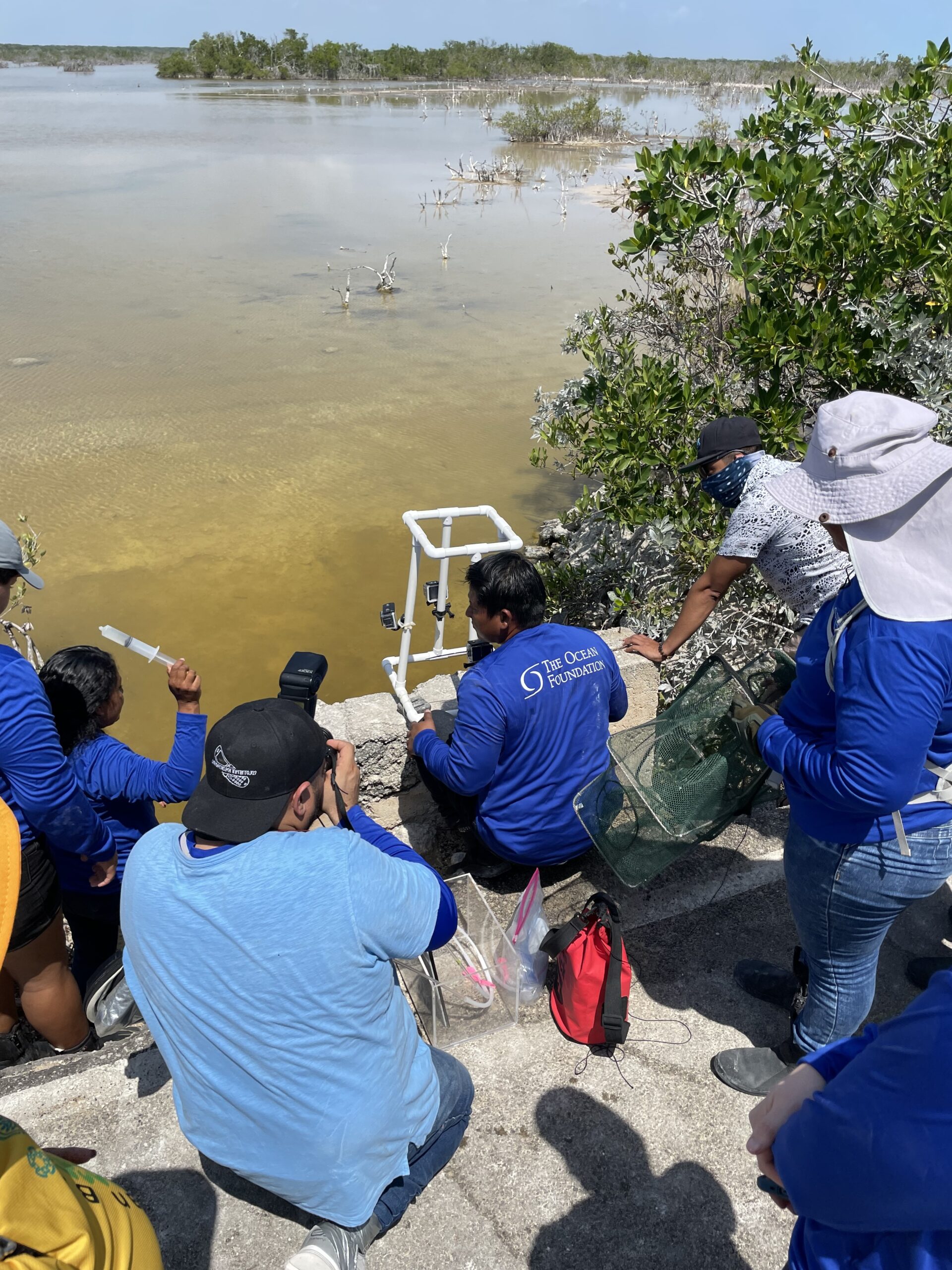 Community-led Mangrove Restoration in Xcalak, Mexico - The Ocean Foundation